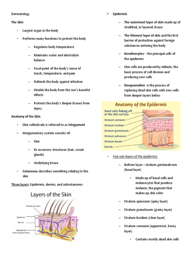 Anatomy and Functions of the Integumentary System: A Comprehensive ...