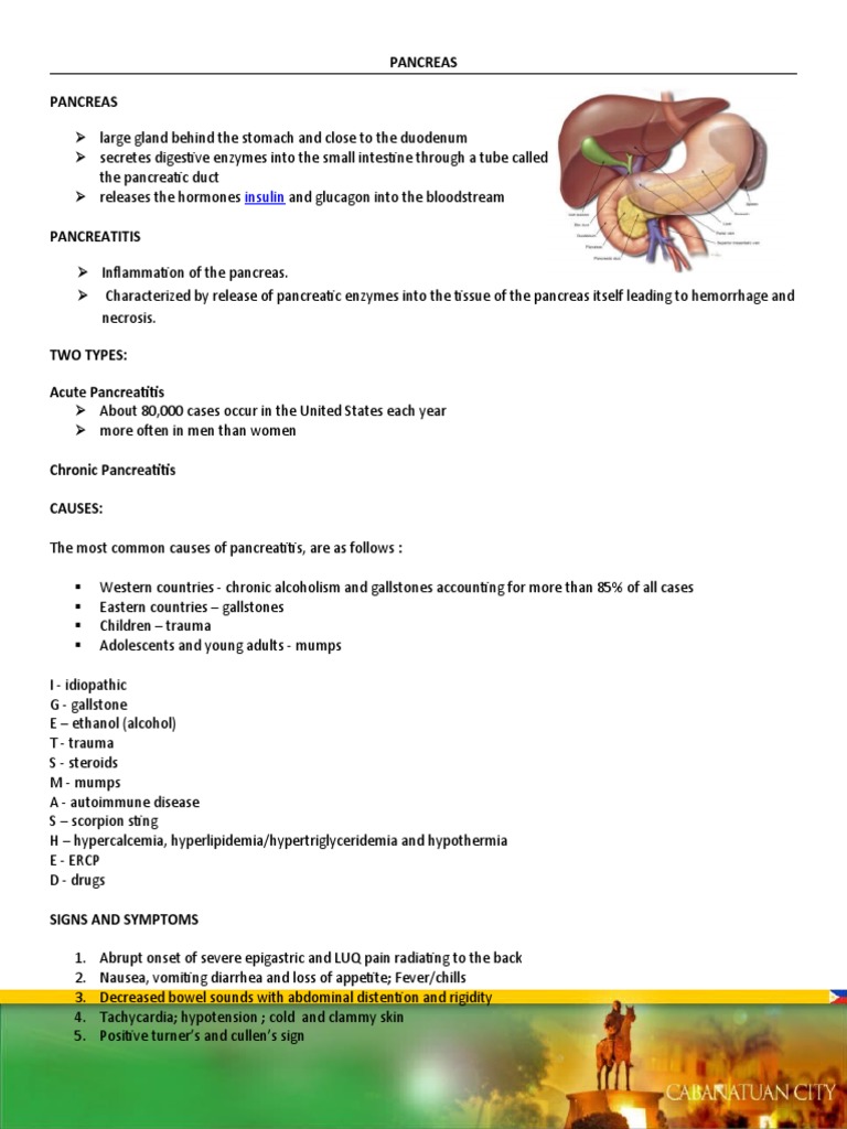 Insulin: Pancreas Pancreas | PDF | Pancreas | Medical Specialties