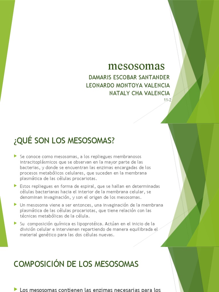 Mesosomas 11'2 Leodamana | PDF | Biología Celular) | Las bacterias