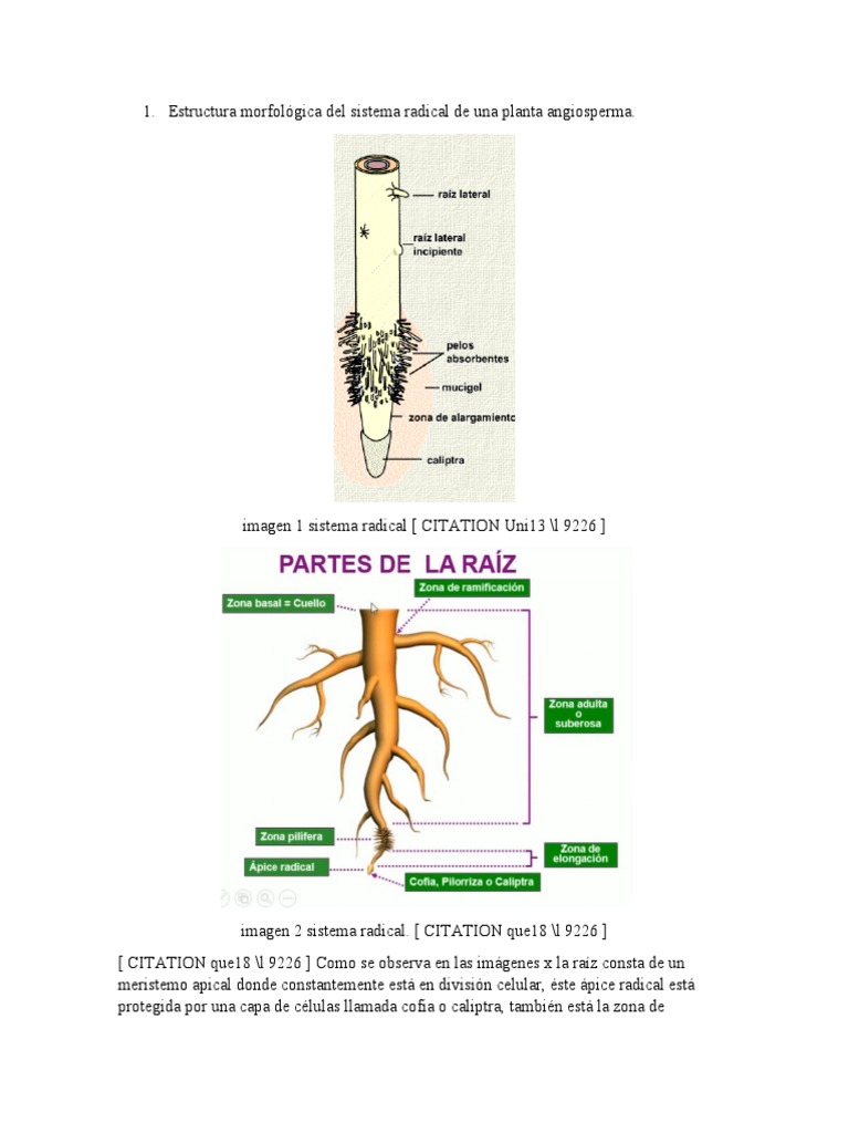 Anatomía de La Raiz | PDF