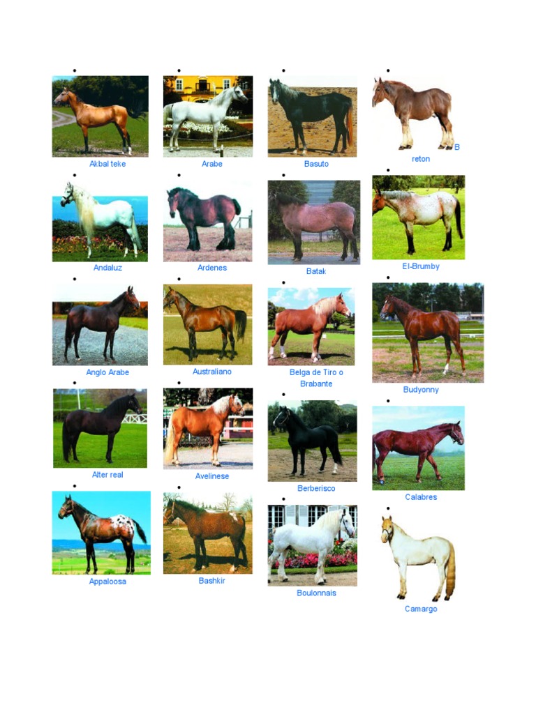 Razas de Equinos | PDF | Caballos | Cría