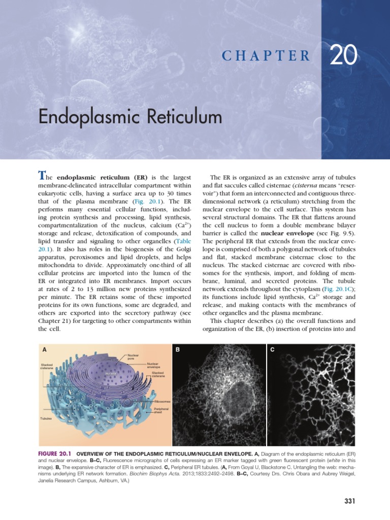 Endoplasmic Reticulum 2017 | PDF | Endoplasmic Reticulum | Protein Targeting