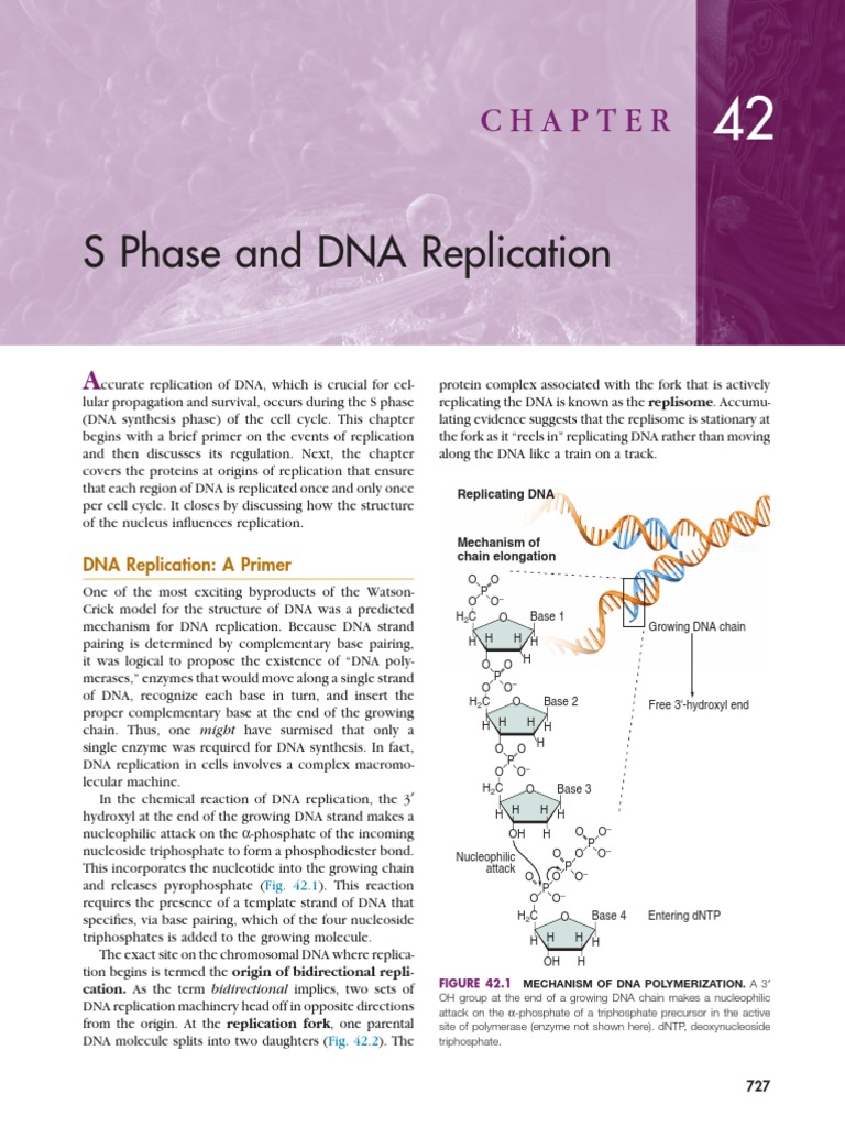 S Phase and DNA Replication | PDF | Dna Replication | Dna