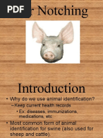 Swine Ear Notching Guide for 4-H | PDF | Pig | Domestic Pig