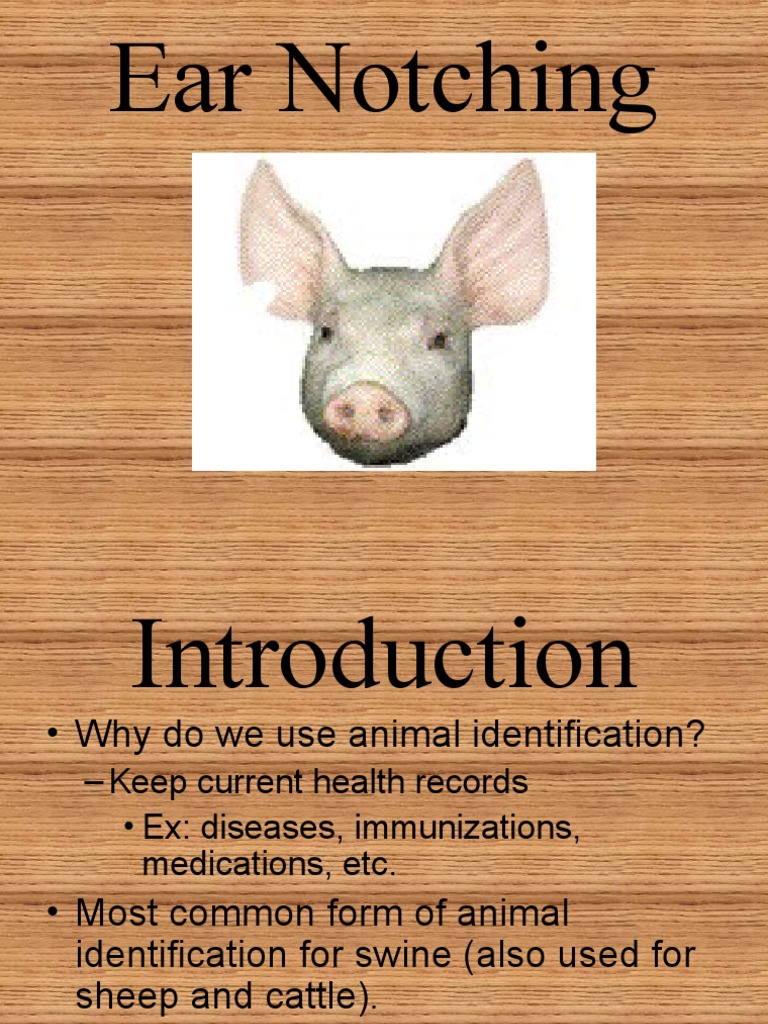 Ear Notching 101 | PDF