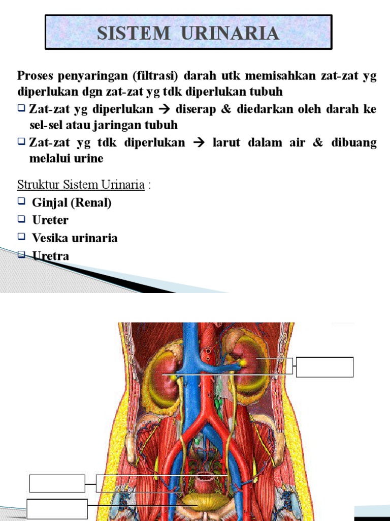 Proses Filtrasi dan Struktur Sistem Urinaria | PDF