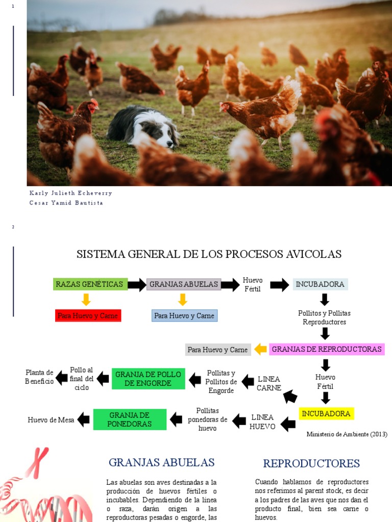 Proceso de Producción Avícola | PDF | Aves | Pollo