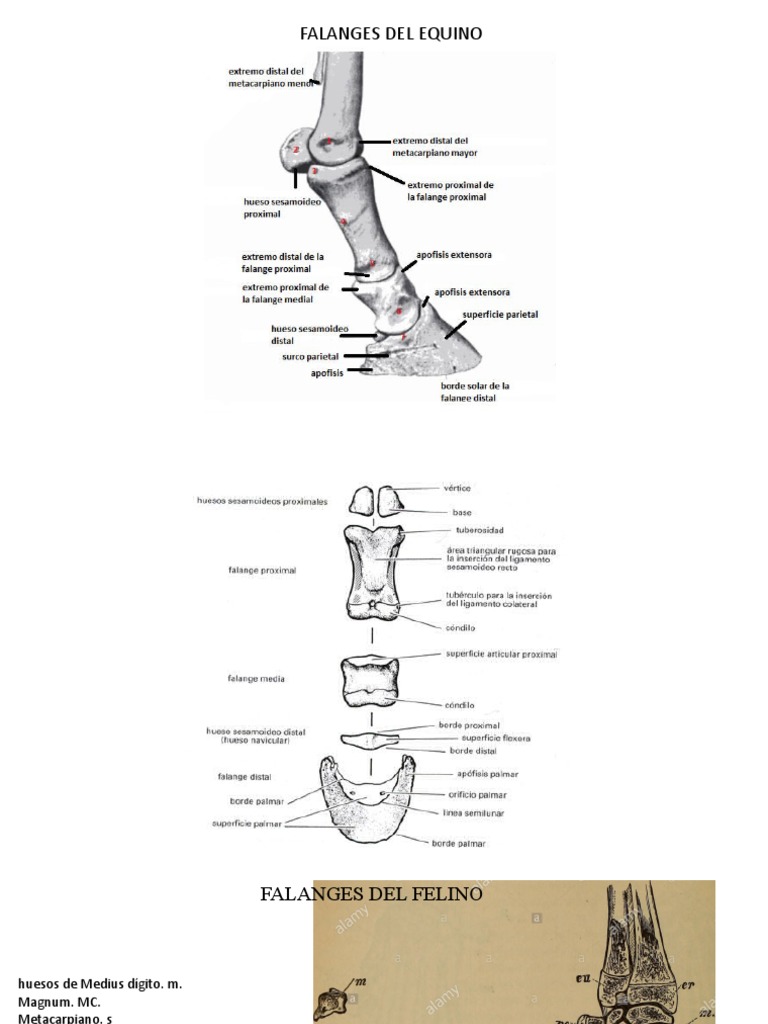 Anatomía de las Falanges del Equino | PDF | Estudios de idiomas ...