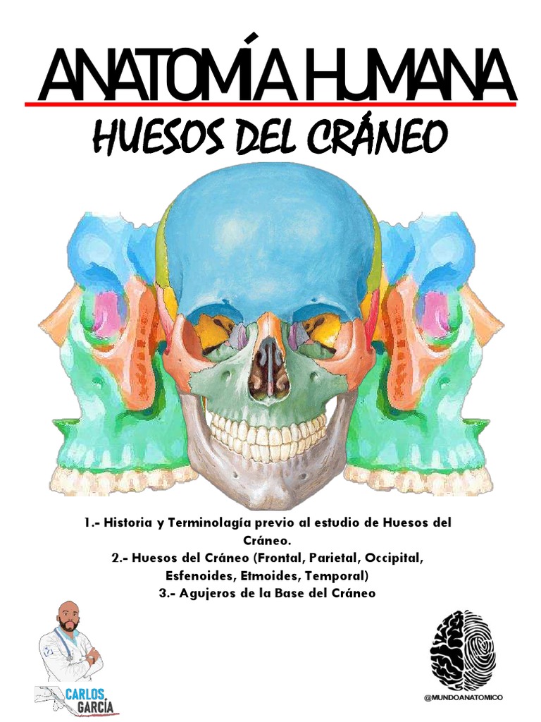 Anatomía de los Huesos del Cráneo | PDF | Cabeza y cuello humanos ...