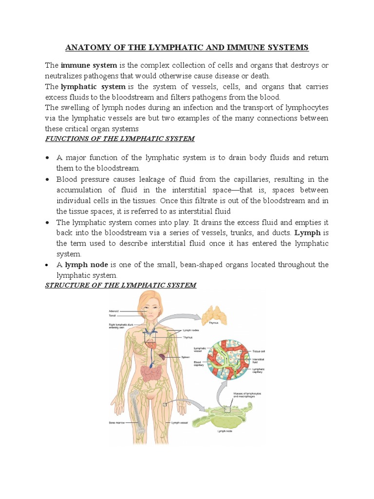 Anatomy of The Lymphatic and Immune Systems | PDF | Lymphatic System ...