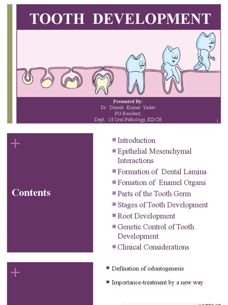 Tooth Development: Dr. Dinesh Kumar Yadav PG Resident, Dept. of Oral ...