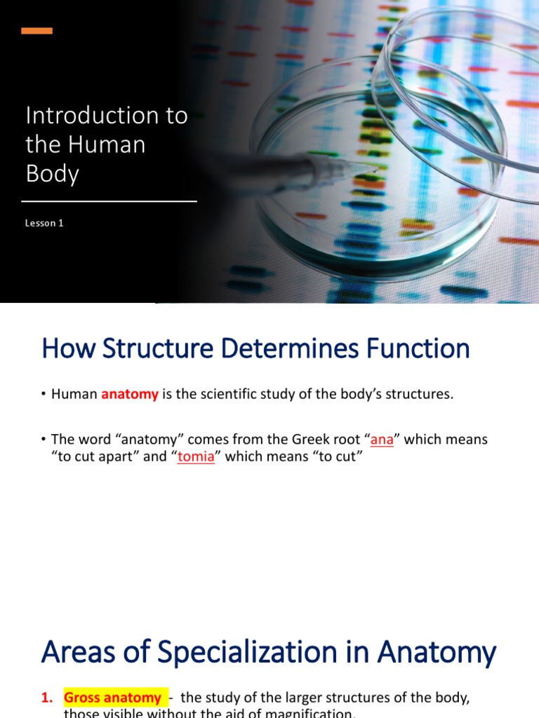 Human Body Structure and Function Overview | PDF | Anatomical Terms Of ...