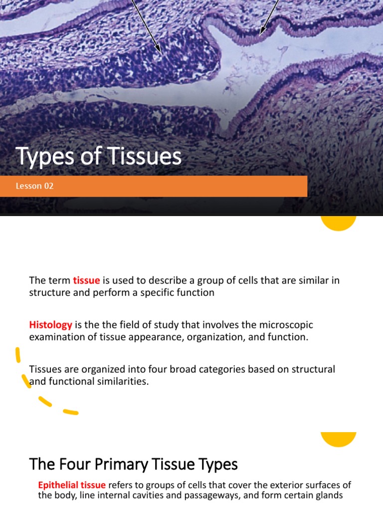 Types of Tissues: Lesson 02 | PDF | Epithelium | Connective Tissue