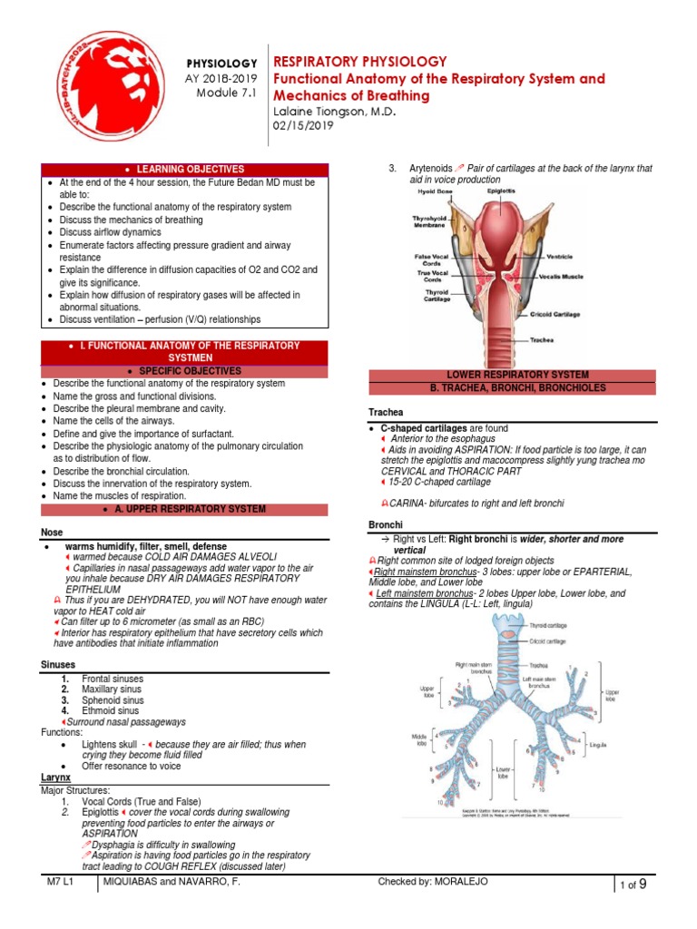 7.1 (LEC) - Functional Anatomy of Respiratory System and Mechanics of Breathing | PDF ...