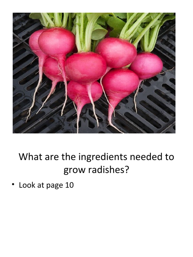 Presentation1 RADISHES | PDF | Home & Garden