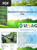 Ficha Técnica Del Pasto Imperial (Axonopus Scoparius, Hitchc) | PDF ...