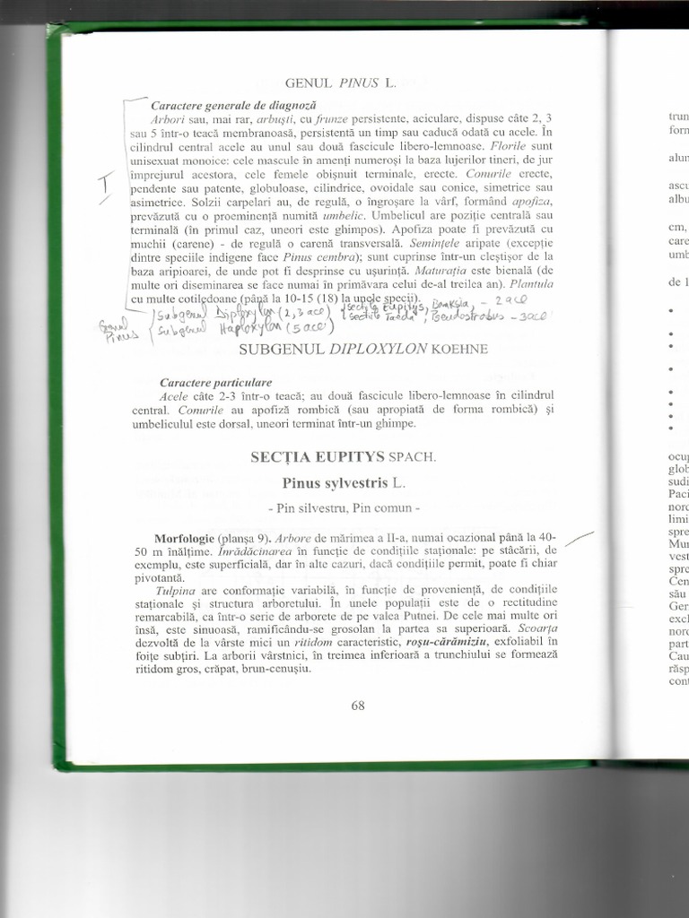 Curs 4 - Dendrologie PDF | PDF