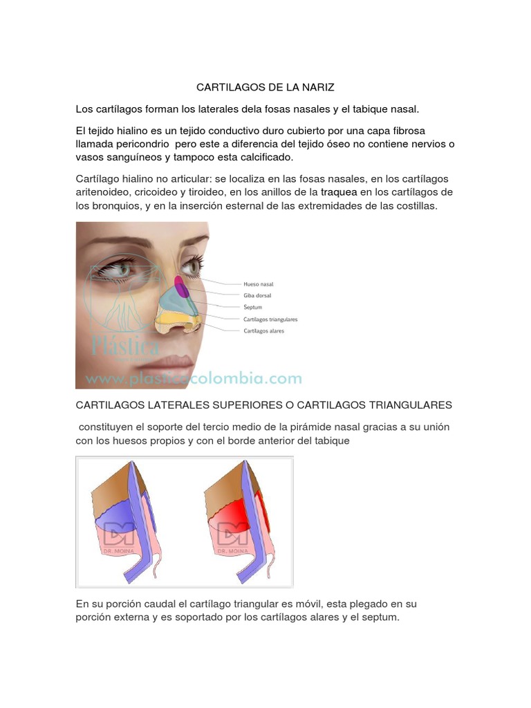 Cartilagos de La Nariz PDF | PDF