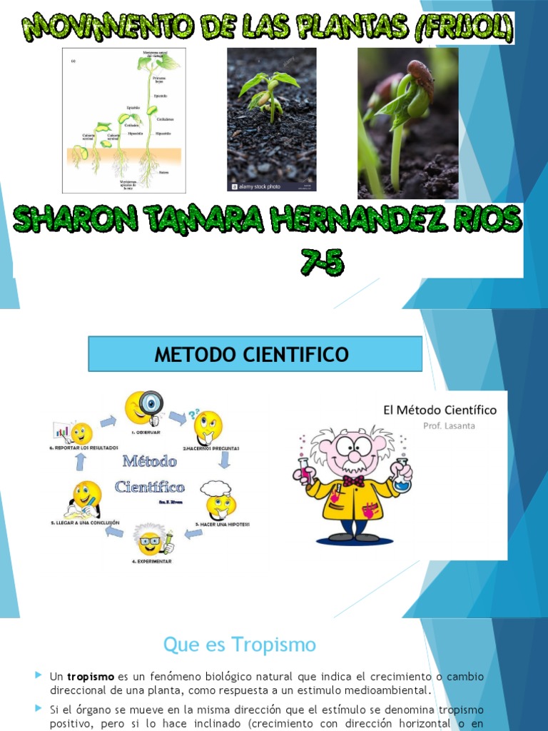 Experimento Planta de Frijol | PDF | Ramas de la botánica | Plantas