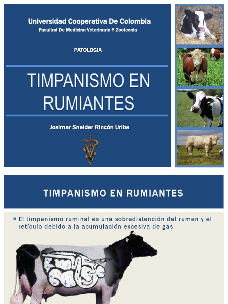 Timpanismo en Bovinos | PDF | Rumiante | Medicina CLINICA