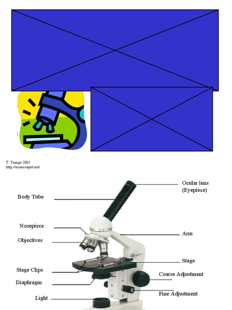 Microscope Basics | PDF | Microscopy | Optics