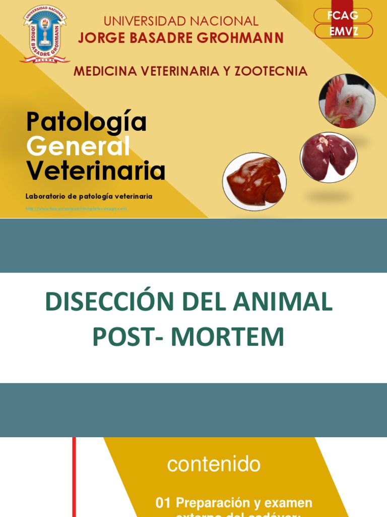 Disección Del Animal Post-Mortem | PDF | Tórax | Abdomen