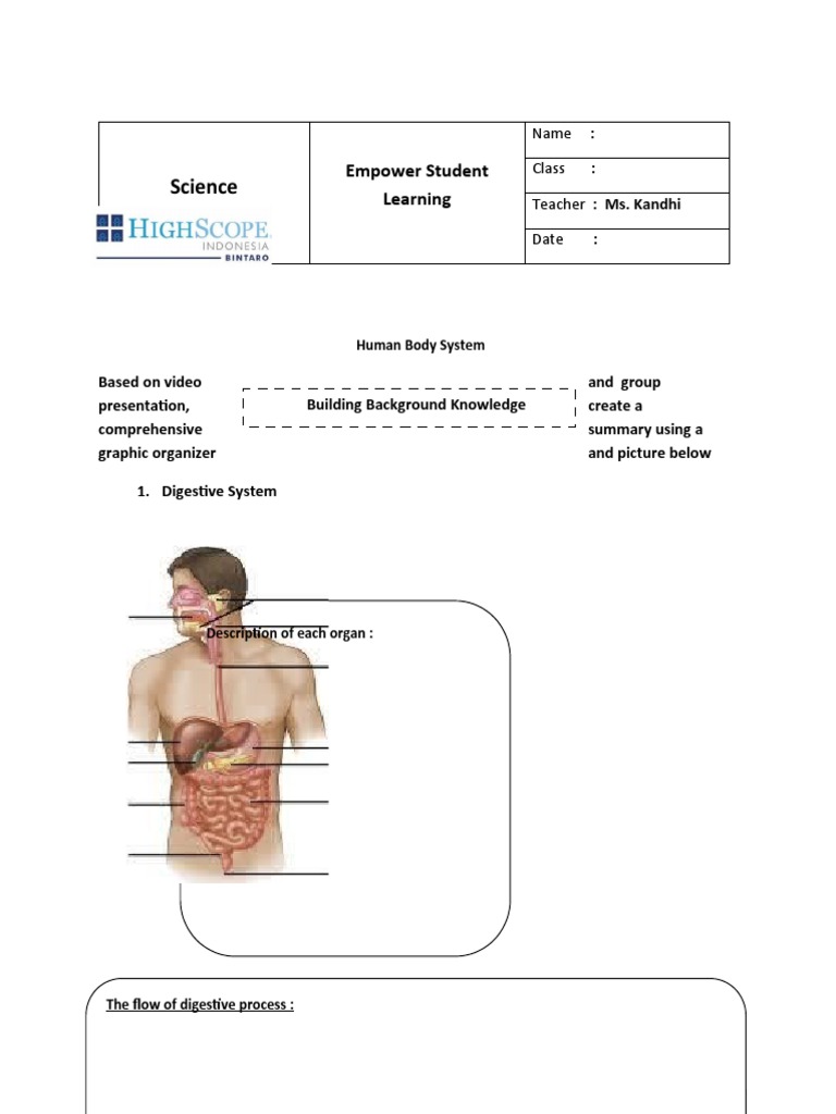 Human Body System | PDF