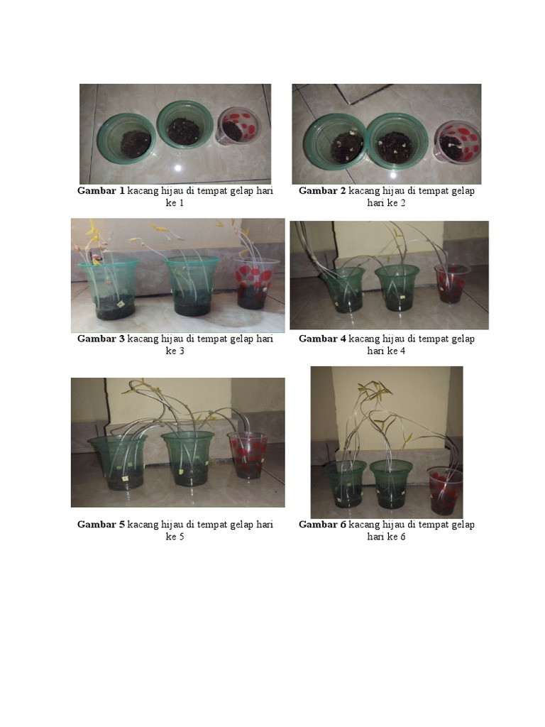 Doc1 Foto Pertumbuhan Kacang Hijau | PDF