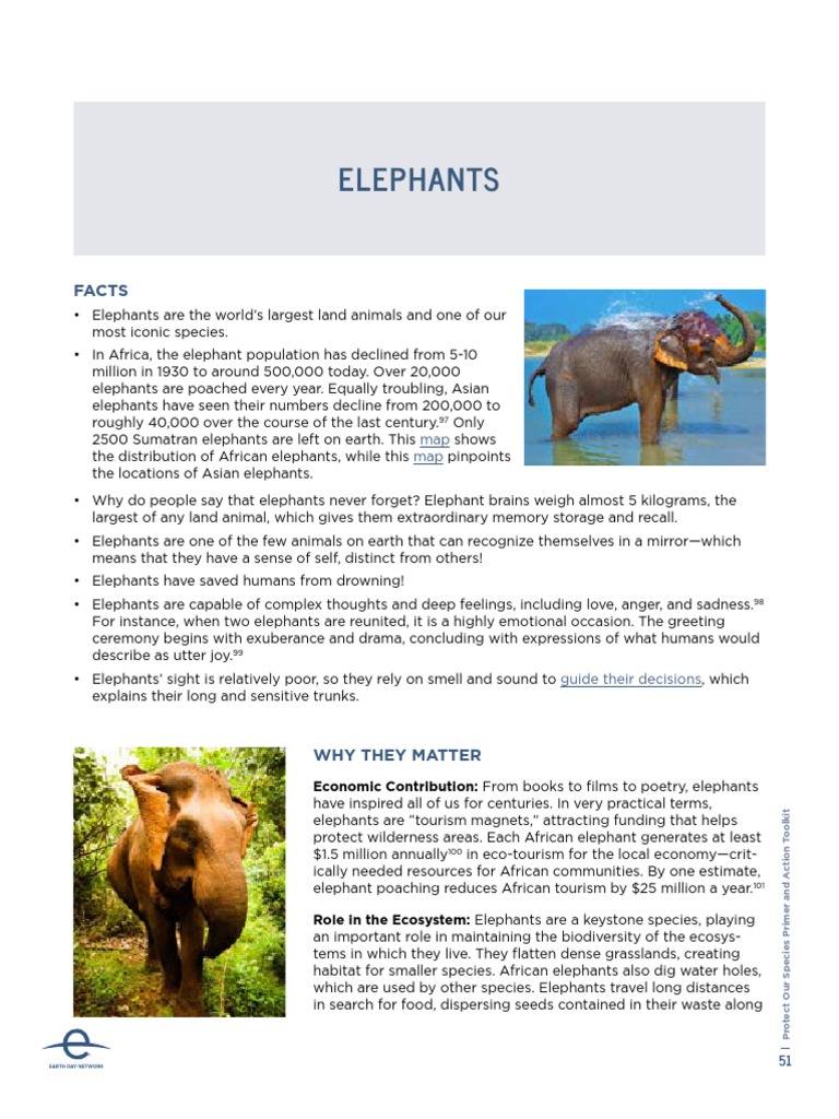 Elephants: Facts | PDF | Elephant | Poaching