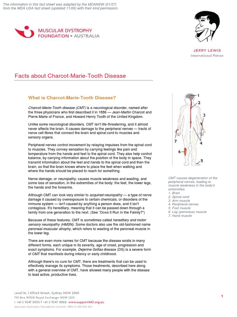 001 Charcot Marie Tooth-Disease | PDF | Axon | Myelin