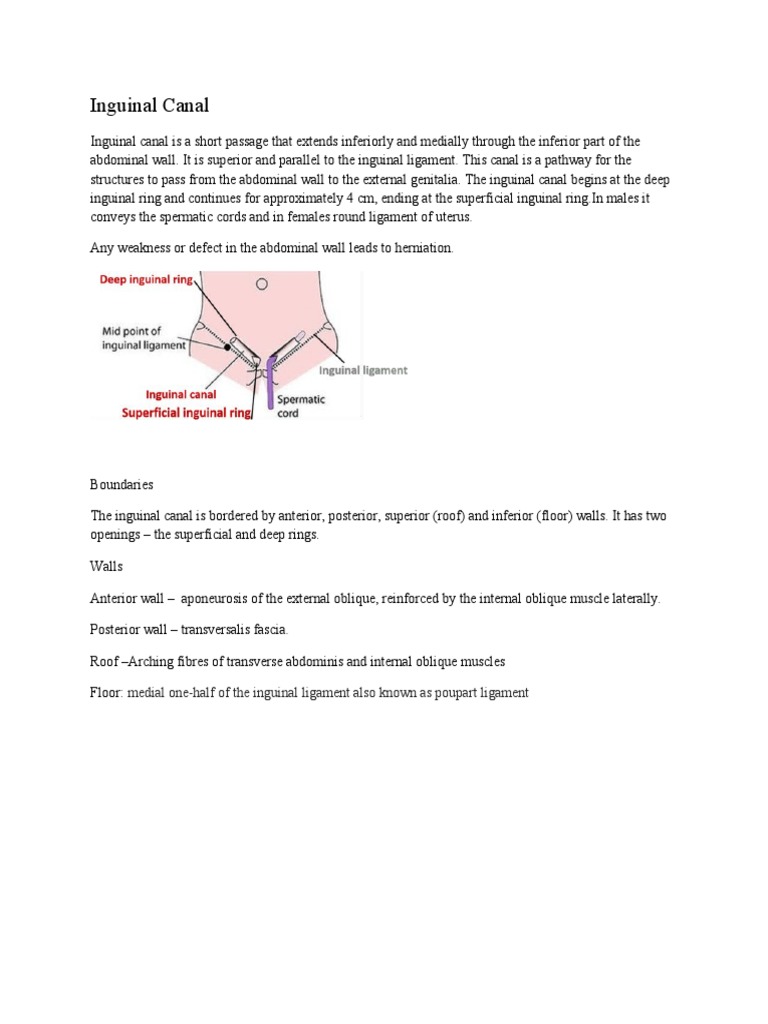 Inguinal Canal: Medial One-Half of The Inguinal Ligament Also Known As ...