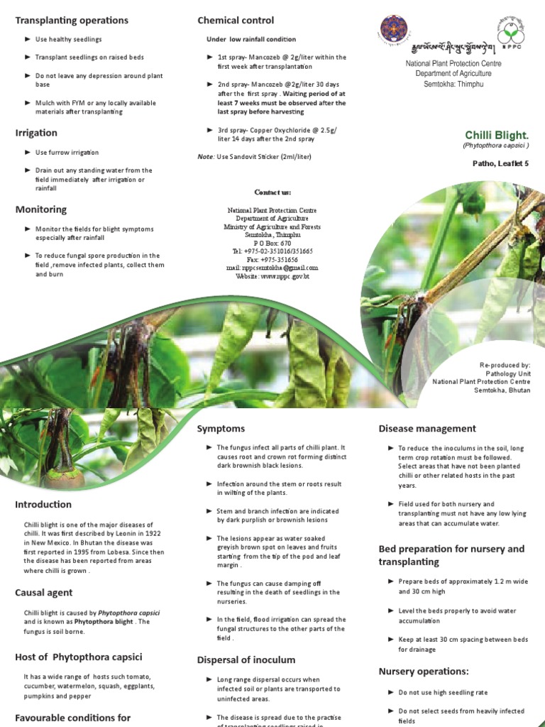 Chilli Blight | PDF | Branches Of Botany | Organisms