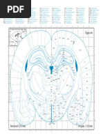 Rat Brain Atlas: Stereotaxic Coordinates | PDF | Temporal Lobe | Limbic ...
