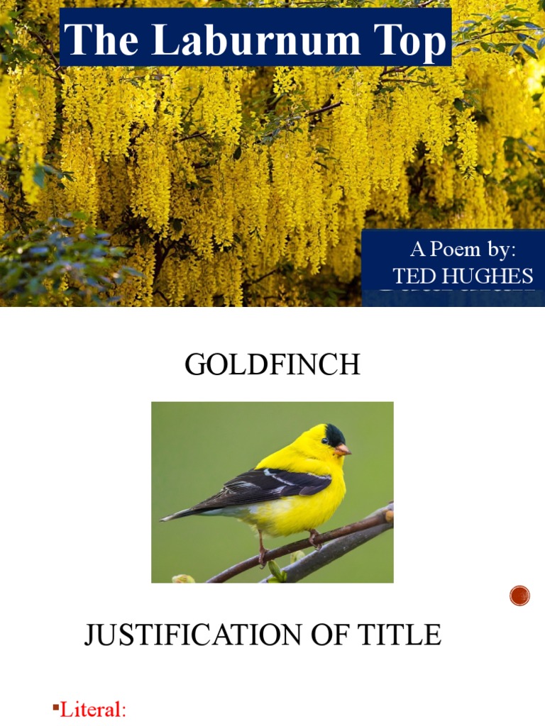 Laburnum Top | PDF | Adjective