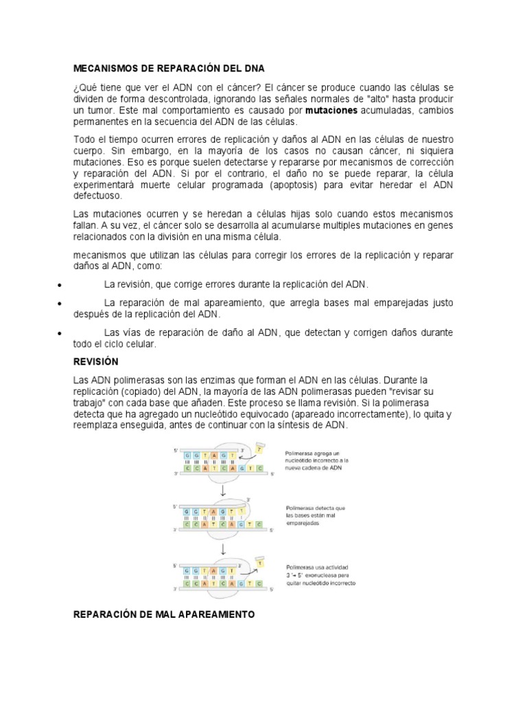Mecanismos de Reparación Del Dna | PDF | Reparación de adn | Adn Ligase