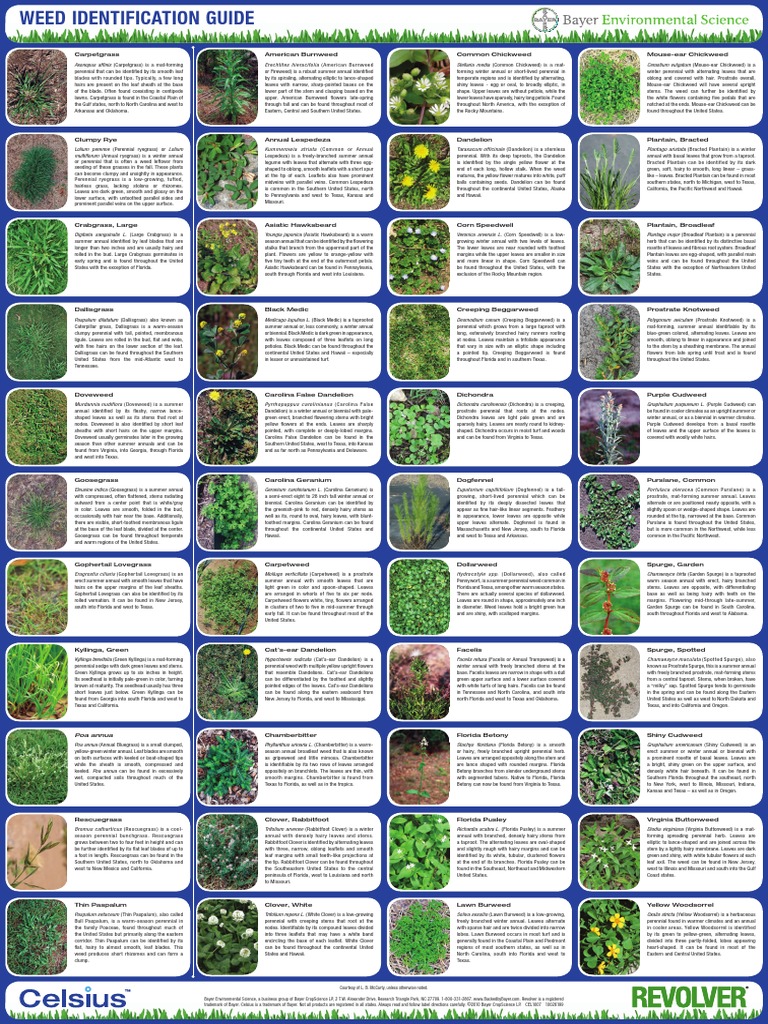 Weed Identification Guide | PDF | Clover | Leaf