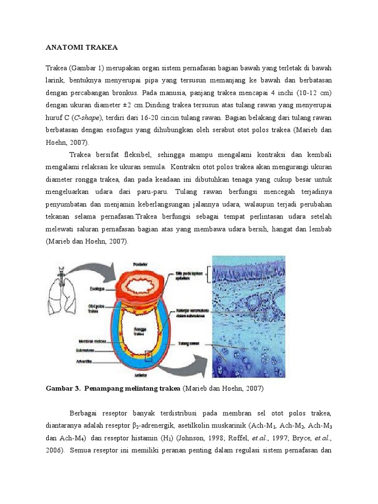Anatomi Trakea | PDF