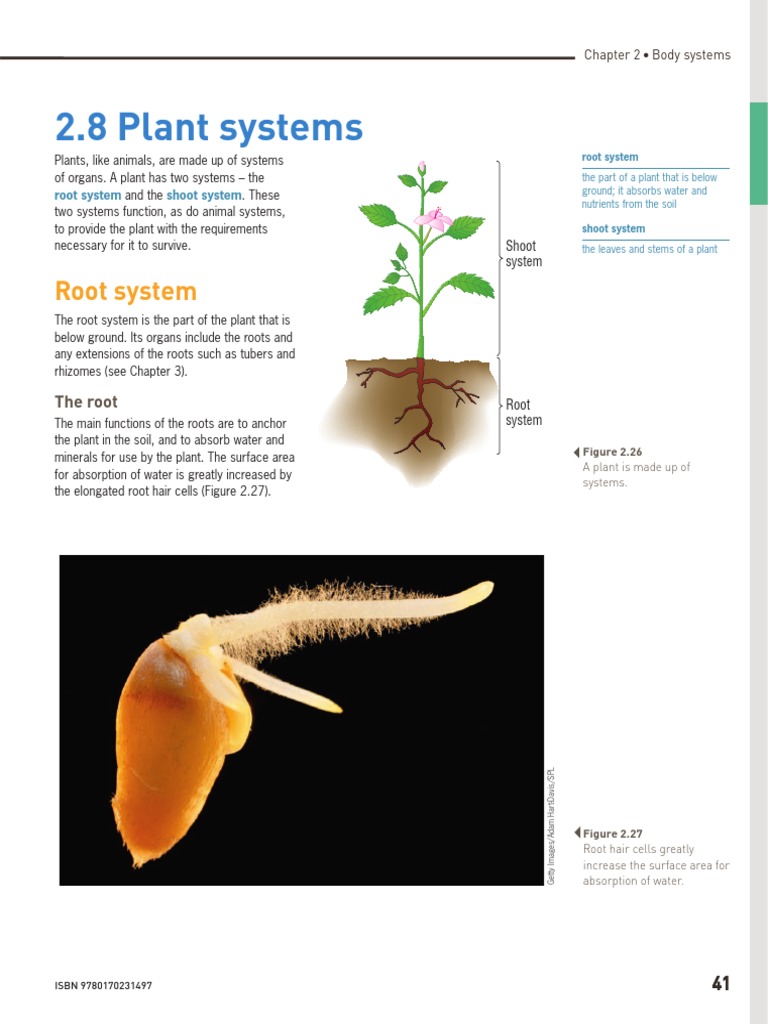 Plant System and Activity Sheet | PDF | Stoma | Leaf