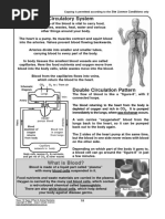 Cycles Worksheet | PDF | Carbon Dioxide | Oxygen