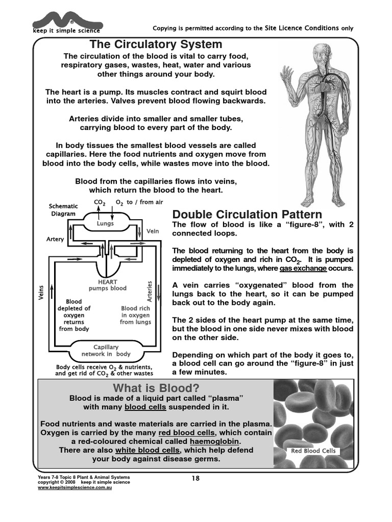 Circulatory System Activity | PDF | Circulatory System | Artery
