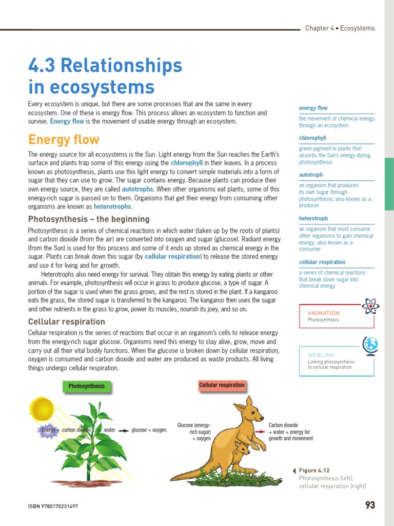 Food Chain and Food Web PDF | PDF | Photosynthesis | Food Web