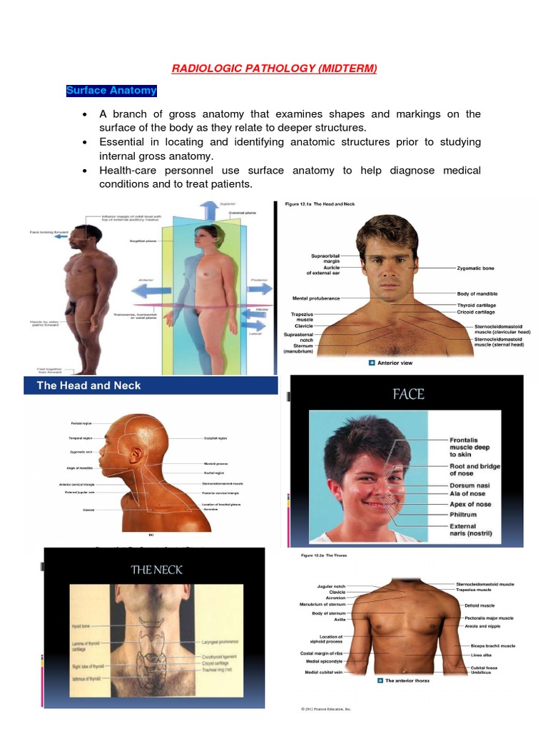 Surface and Human Anatomy Notes | PDF | Anatomical Terms Of Location ...