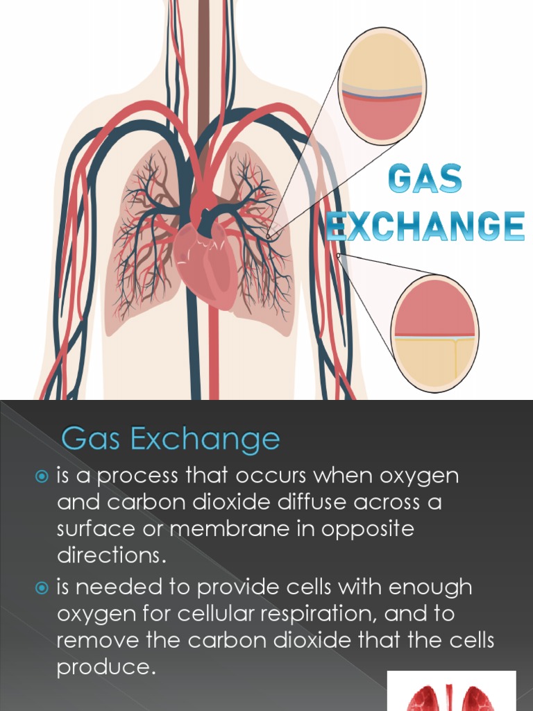 Gas Exchange | PDF | Gill | Lung