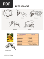 Anatomia y Fisiologia de Aparato Reproductor Del Gallo | PDF | Salud y ...