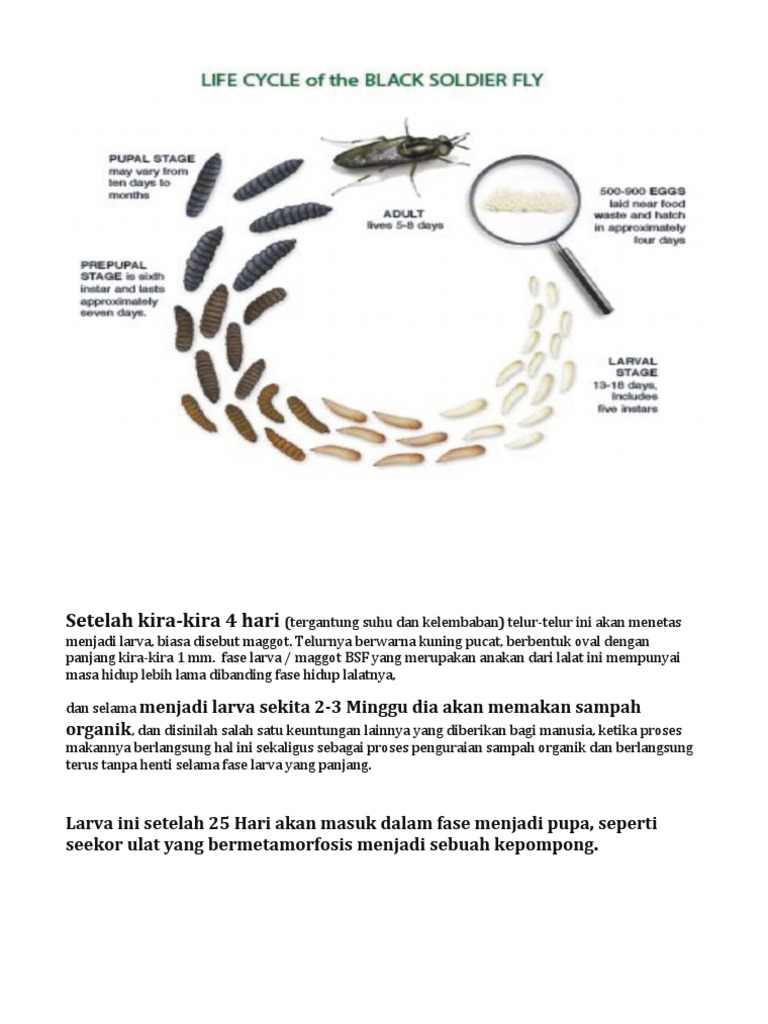 Umur, Siklus, Jadwal, Lalat BSF | PDF