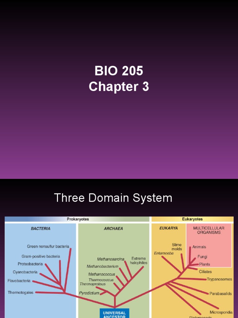 Microbial Cell Structure Overview | PDF | Prokaryote | Cell (Biology)