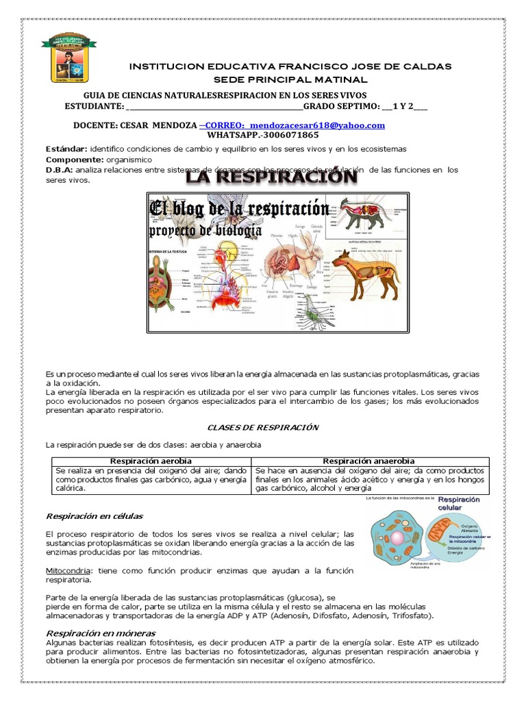Guia de Ciencias La Respiracion Grado 7° | PDF | Pulmón | Sistema ...