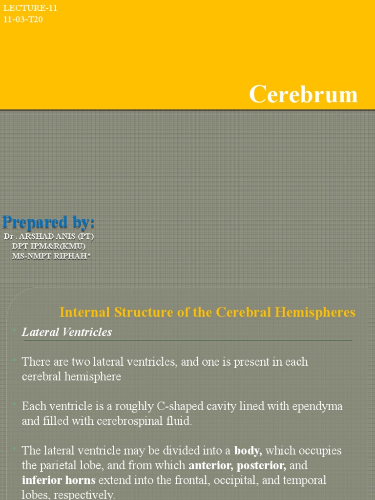 Lec 11 | PDF | Corpus Callosum | Cerebral Cortex