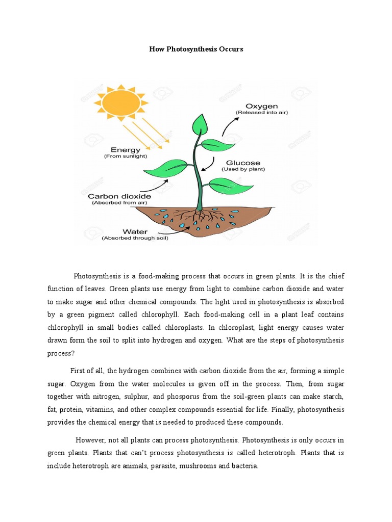 How Photosynthesis Occurs (Explanation Text) | PDF | Photosynthesis ...
