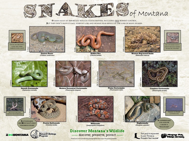 Snakes of Montana Back Country | PDF | Fauna Of The United States | Fauna
